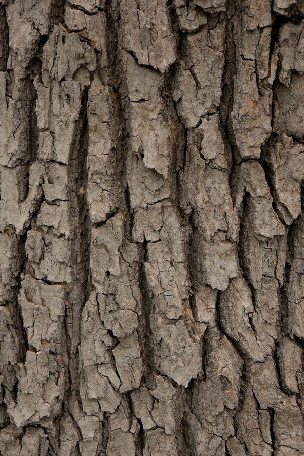 Cinnamomum camphora bark stock photo. Image of corroded - 89582858