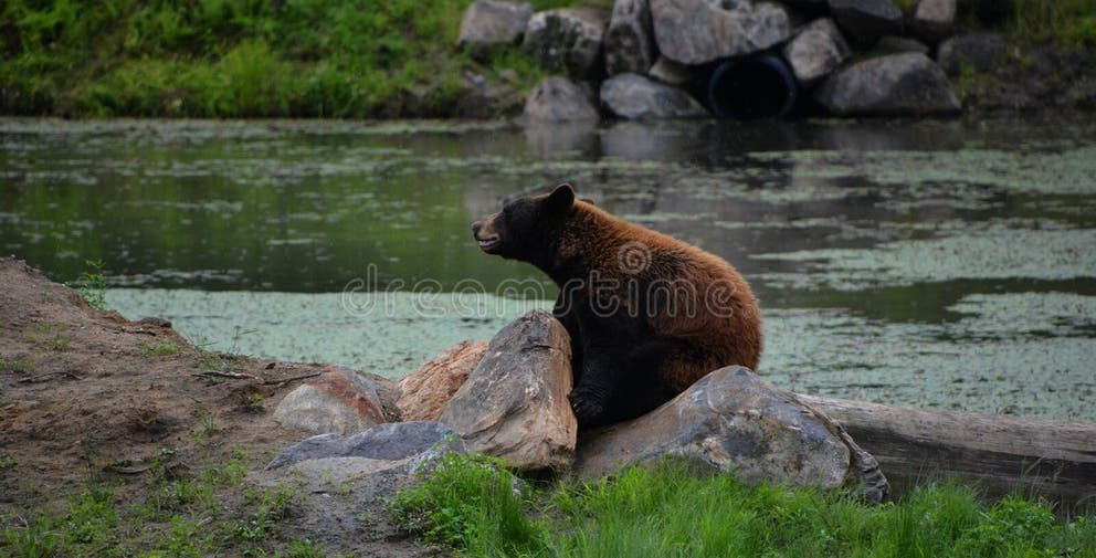 Cinnamon Morph Stock Photos - Free & Royalty-Free Stock Photos from ...