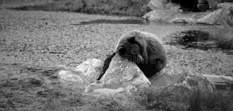 Morph or Subspecies of Ocellated Frogfish Stock Image - Image of ...