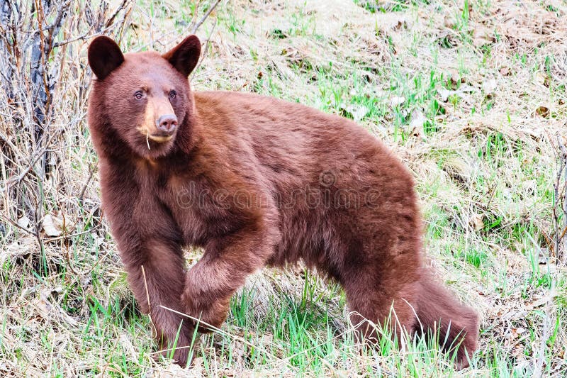 Cinnamon Black Bear stock image. Image of bear, freah - 284306091
