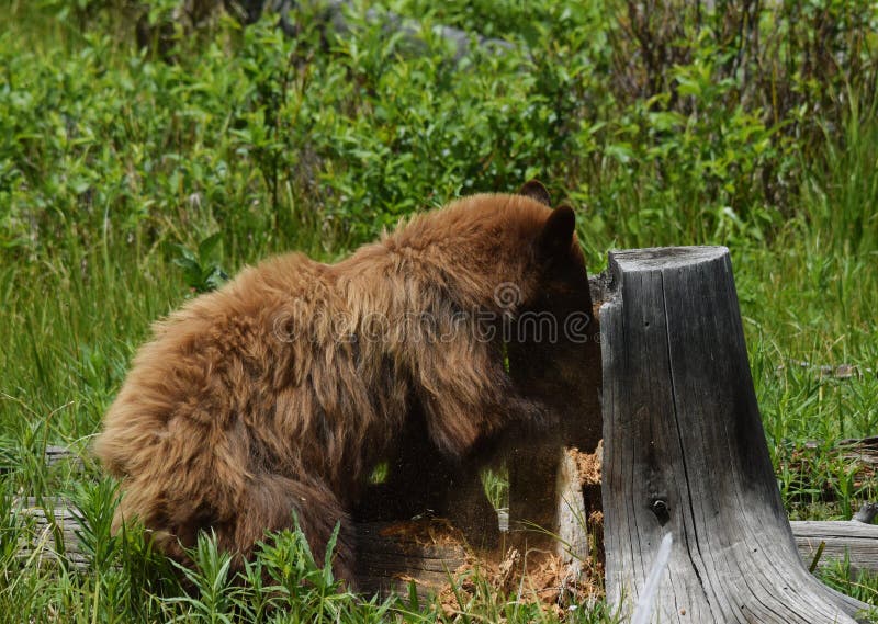 Cinnamon Black Bear Digging Stock Photo - Image of stump, digging: 73615394