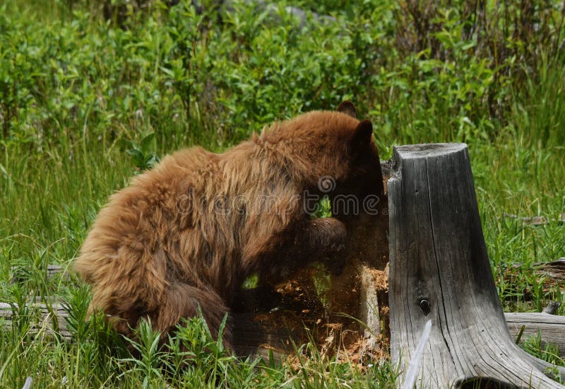 Cinnamon Black Bear Digging Stock Photo - Image of wildlife, wild: 73615420