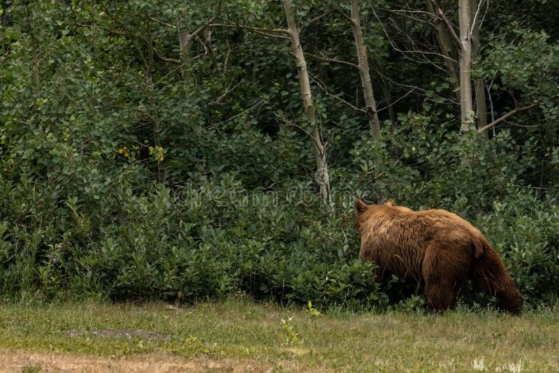 Cinnamon Black Bear Heads Back into the Thick Woods Stock Image - Image ...