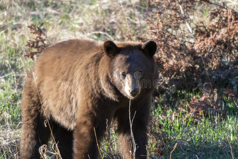 Cinnamon Black Bear stock image. Image of untamed, animal - 305173643