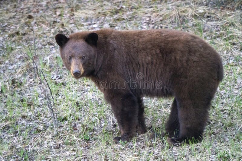 Cinnamon Black Bear stock photo. Image of spring, meadow - 305173740
