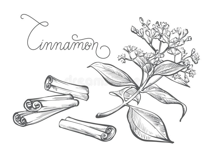 Cinnamon Branch, Leaf, Flower, Bark Stock Vector - Illustration of ...