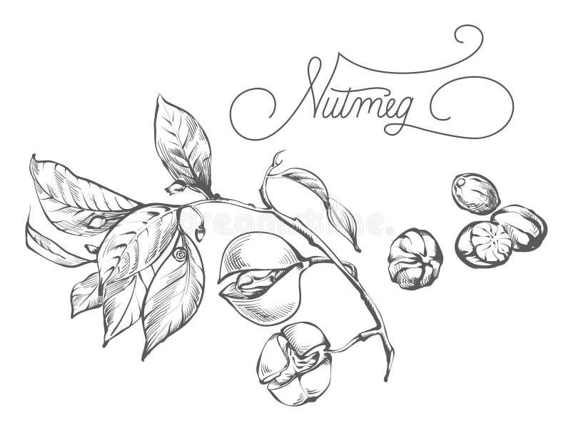 Nutmeg Branch with Leaves and Seed , Watercolor Illustration Stock ...