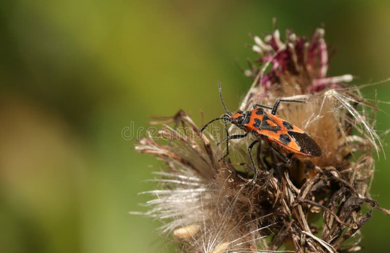 A Cinnamon Bug Corizus Hyoscyami Perched on a Thistle. Stock Image ...