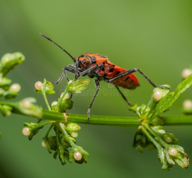 Cinnamon bug stock photo. Image of summer, angle, plant - 288924422