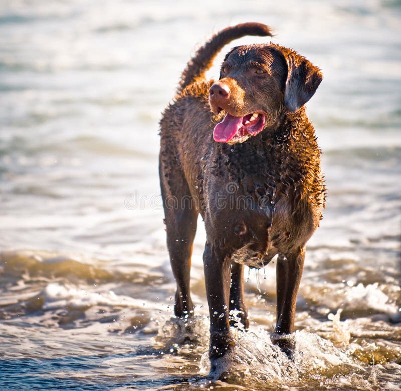 Cinnamon Chesapeake Labrador in Water Stock Image - Image of labrador ...