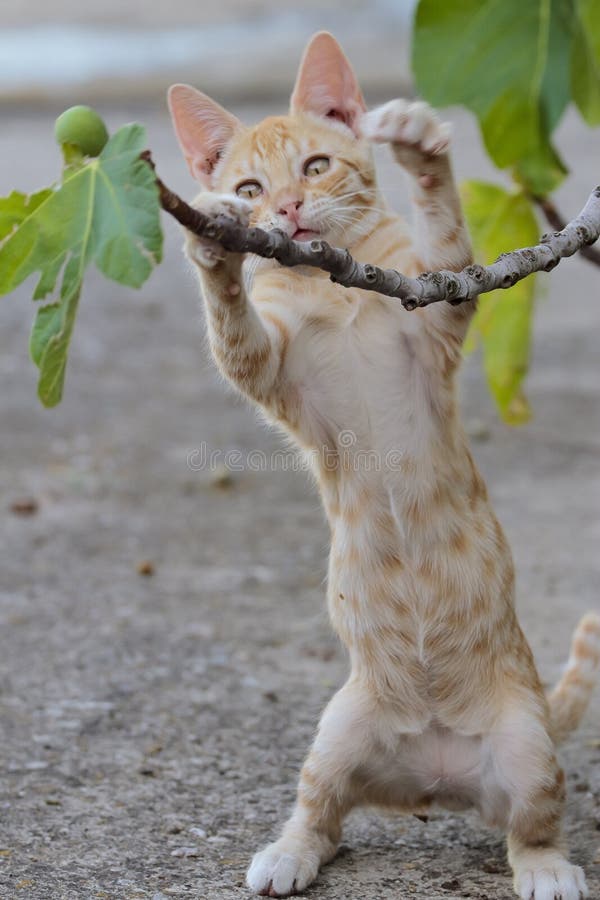Cinnamon Color Cat Playing with the Branch of a Fig Tree Stock Image ...