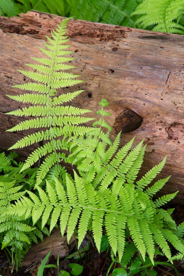 Cinnamon Ferns and Log stock photo. Image of fern, cinnamon - 88939870
