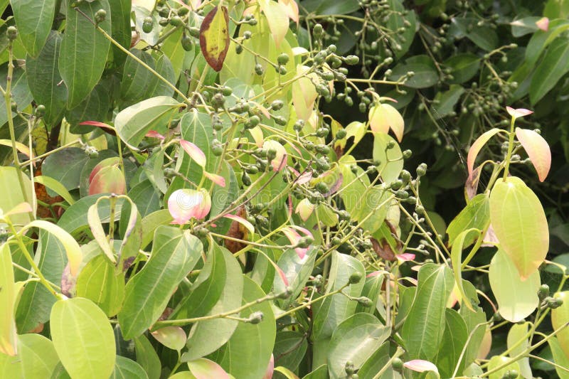 Cinnamon Fruit on Tree in Farm Stock Image - Image of verum, cinnamomum ...