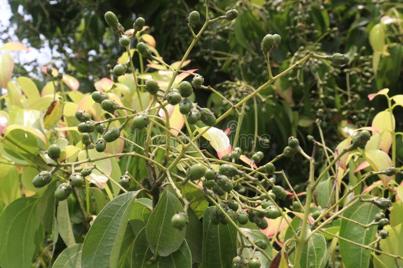 Cinnamon Fruit on Tree in Farm Stock Photo - Image of organic ...