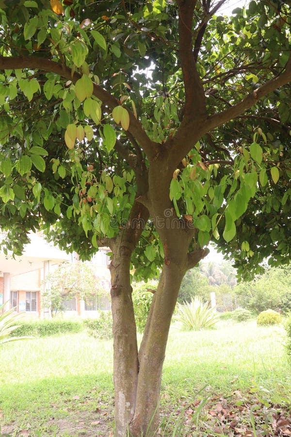 Cinnamon Fruit on Tree in Farm Stock Image - Image of brown, cinnamon ...