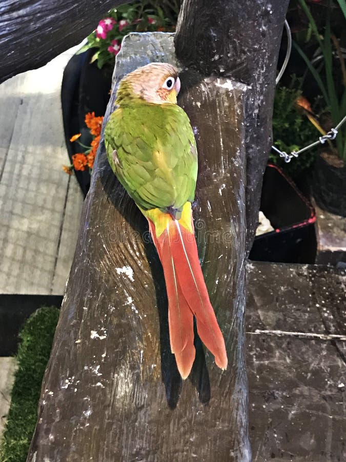 Cinnamon Green-cheeked Conure Bird. Stock Image - Image of beak ...