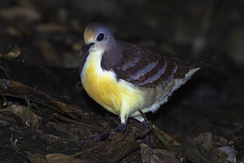 Cinnamon Ground Dove, Gallicolumba Rufigula Stock Photo - Image of ...