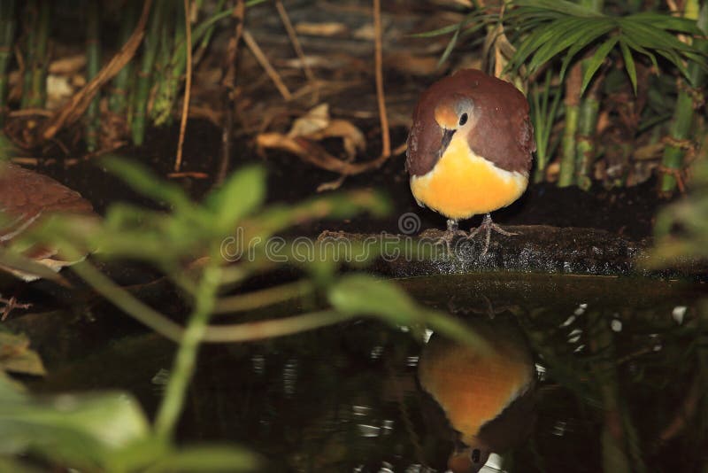 Cinnamon Ground-dove, Gallicolumba Rufigula Stock Image - Image of ...