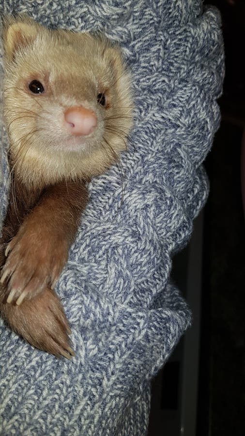 Cinnamon Jill Ferret 1 Year Old Stock Photo - Image of wildlife, animal ...