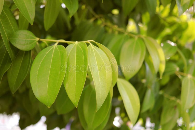 Cinnamon Leaves and Branch. Stock Photo - Image of cultivate, cassia ...