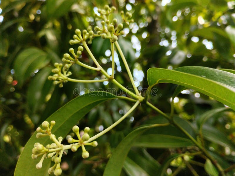 Landscape Image of Cinnamon Leaves and Flowers in the Garden. Stock ...