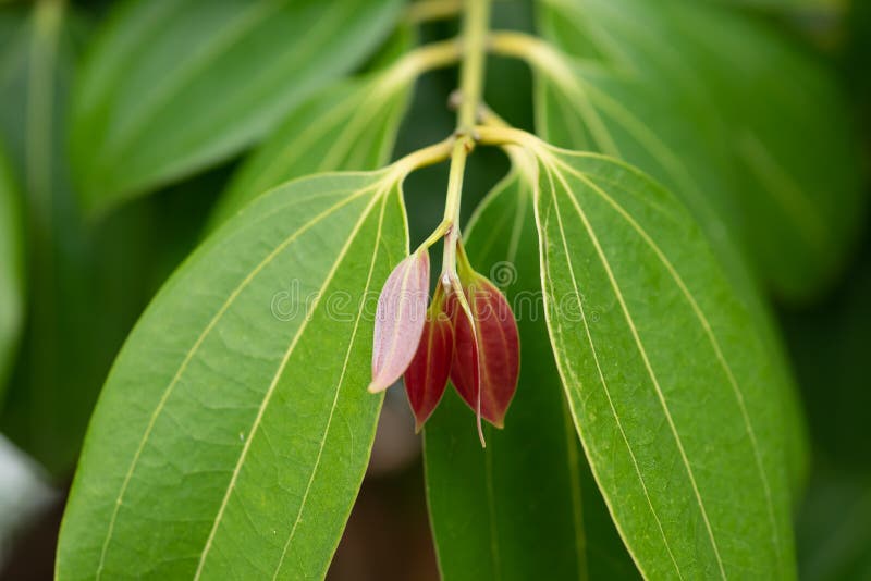 Cinnamon leaves stock photo. Image of branch, greenery - 200055460