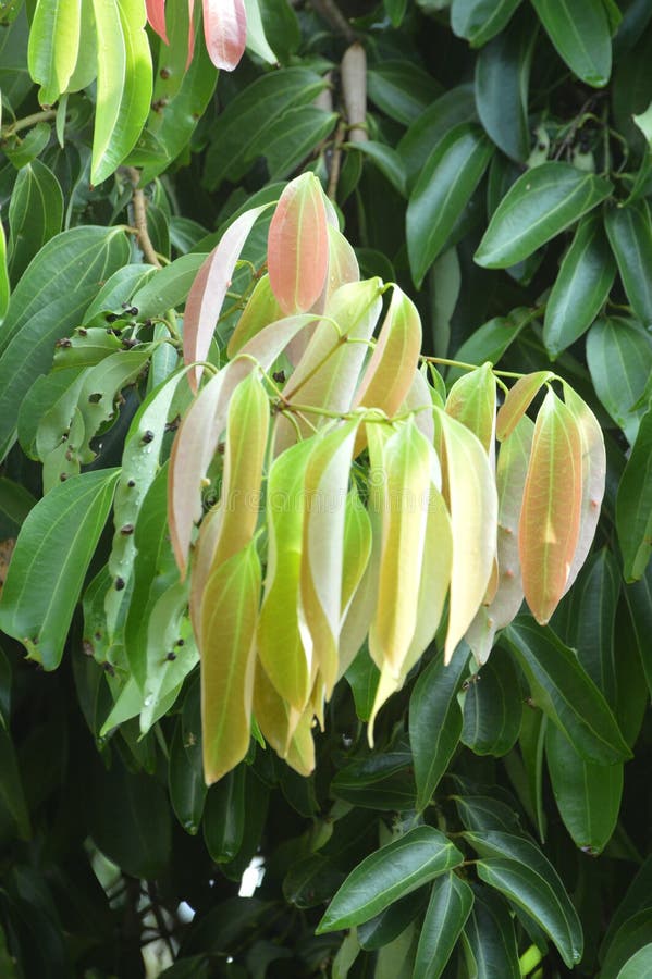 Cinnamon Leaves from Cinnamon Tree Stock Image - Image of garden, spicy ...