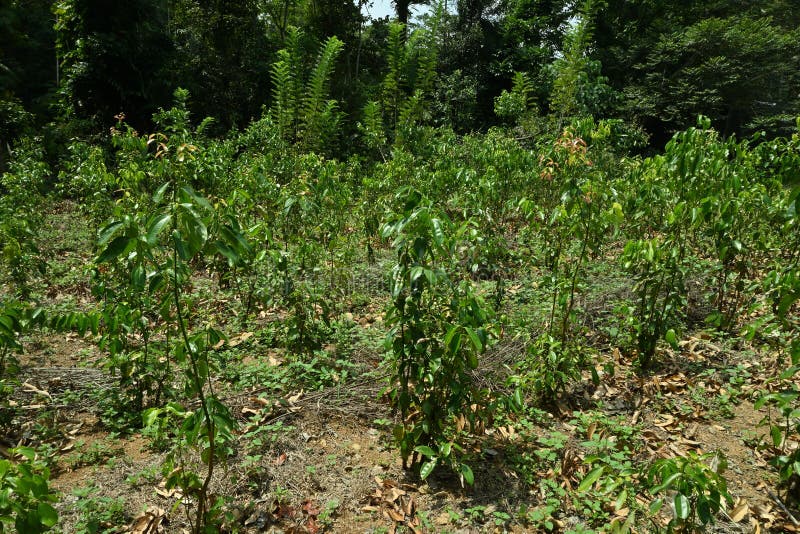 A Cinnamon Plantation with Growing Young Cinnamon Plants Stock Image ...