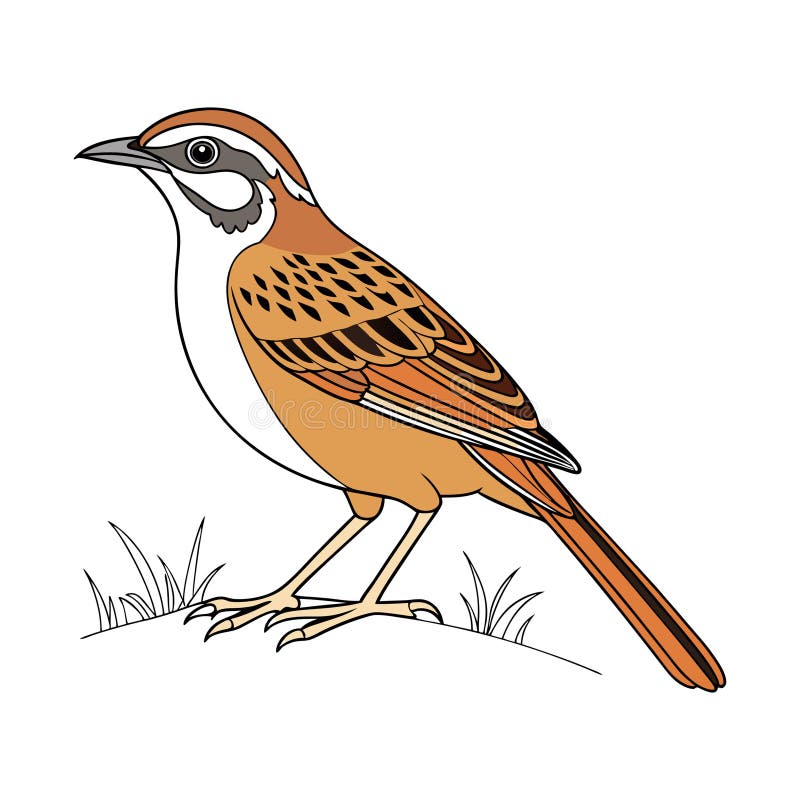 Cinnamon Quail Thrush Bird Colorful Artwork Stock Illustration ...