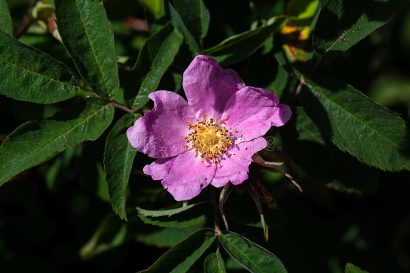 Cinnamon Rose, Rosa Majalis Stock Image - Image of nature, rose: 322418341