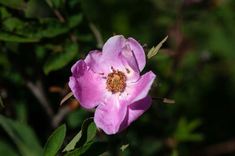 Cinnamon Rose, Rosa Majalis Stock Photo - Image of flora, nature: 322418394