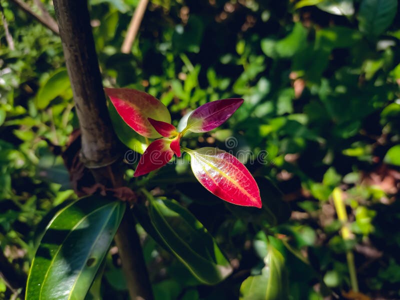 Cinnamon is a Spice Obtained from the Inner Bark of Several Tree ...