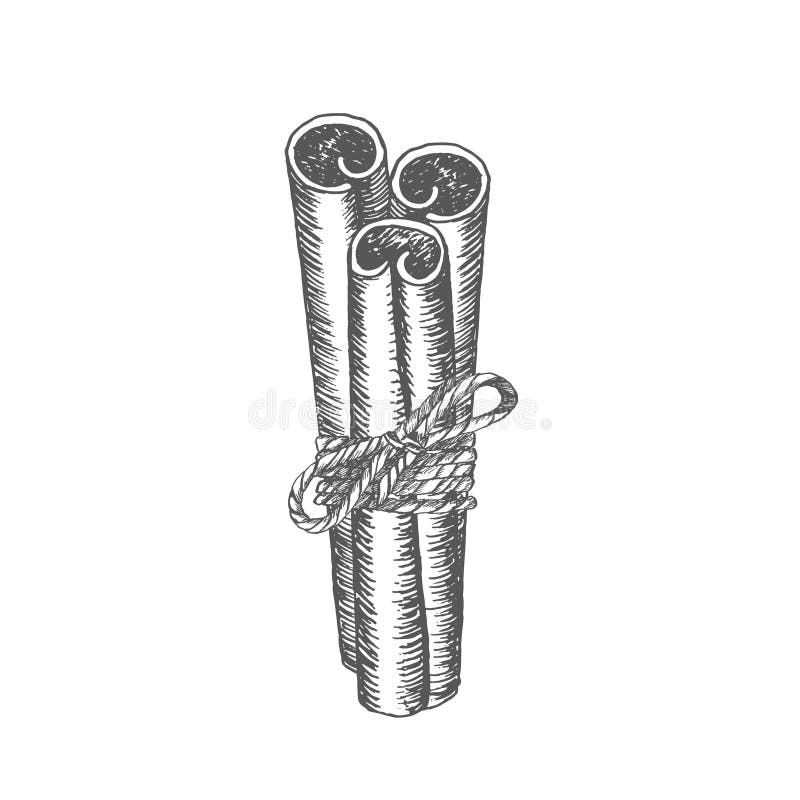 Cinnamon Sticks Tied with String. Vector Graphics Illustration ...