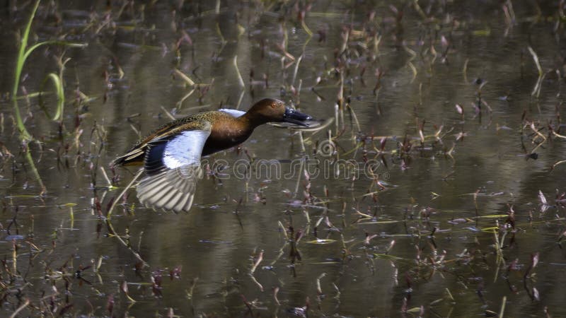 Cinnamon Teal Stock Photos - Download 172 Royalty Free Photos