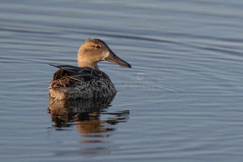 Cinnamon Teal stock photo. Image of duck, teals, water - 272209384