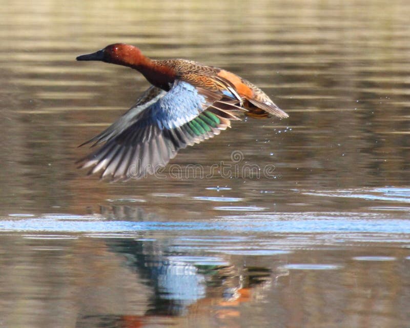 Cinnamon Teal Takes Flight stock photo. Image of takes - 193569462