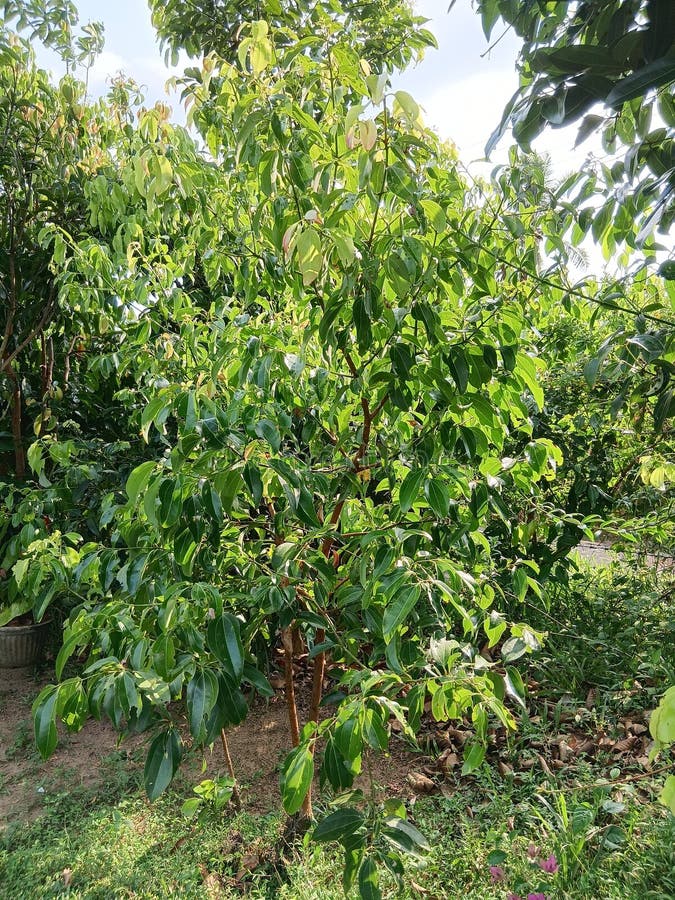 A Cinnamon Tree in Our House Stock Photo - Image of tree, green: 366011680