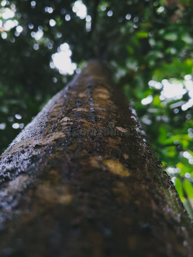 The Cinnamon Tree after Rain Stock Photo - Image of nature, cinnamon ...