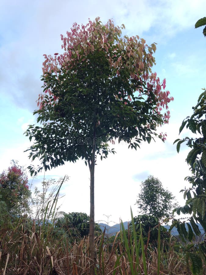 Cinnamon tree stock photo. Image of leaves, cinnamon - 261969636