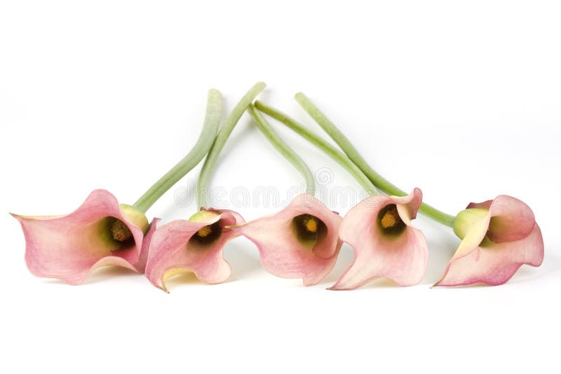 Cinq fleurs roses image stock. Image du pétale, frais - 7274905