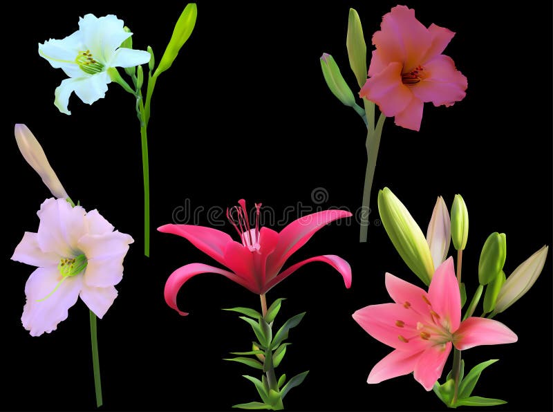 Cinq Fleurs Roses De Lis D'isolement Sur Le Noir Illustration de ...