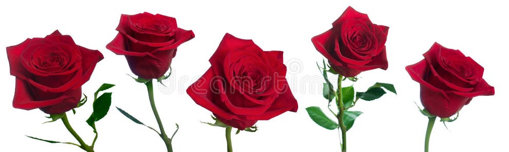 Cinq roses photo stock. Image du centrale, blanc, beau - 18079138