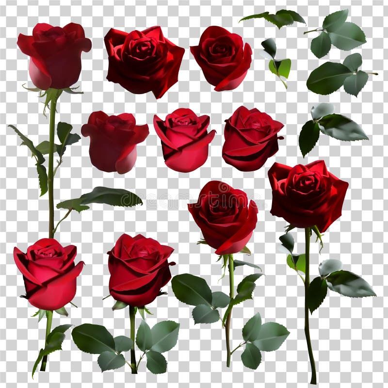 Cinq Roses D'isolement Dans Différents Angles Sur Un Fond Blanc ...