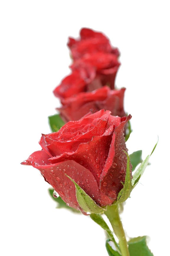 Cinq roses rouges image stock. Image du cinq, ligne, roman - 26640457