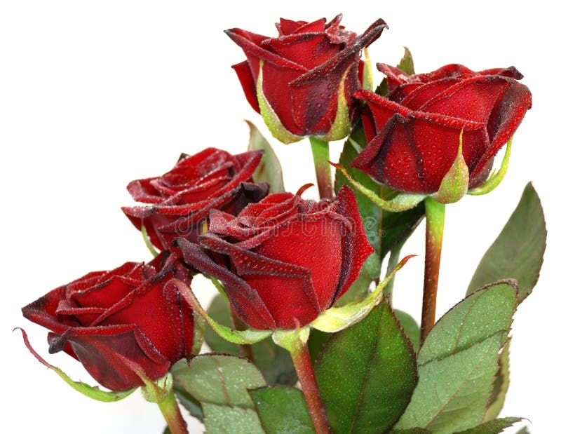 Cinq roses rouges image stock. Image du nature, cinq, rose - 5257631