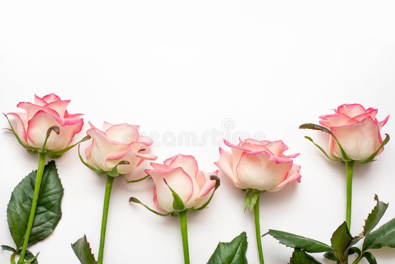 Cinq Roses Roses Sur Un Fond Blanc, Belles Roses Image stock - Image du ...