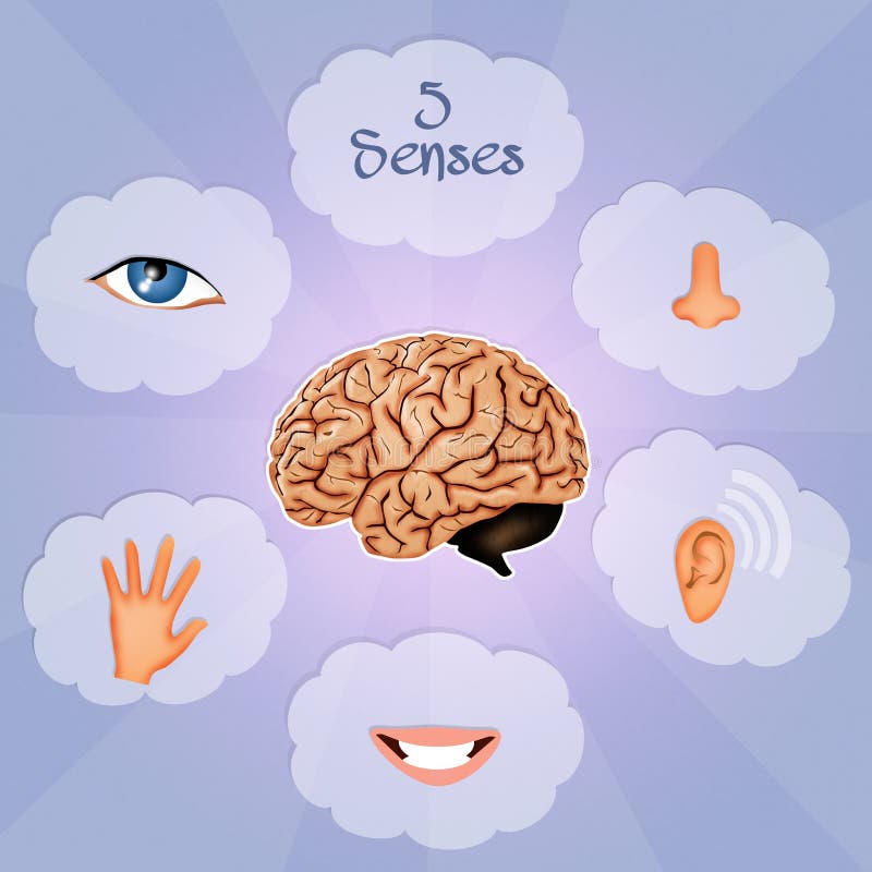 Cinq Sens Stock Illustrations, Vecteurs, & Clipart – (1,018 Stock ...