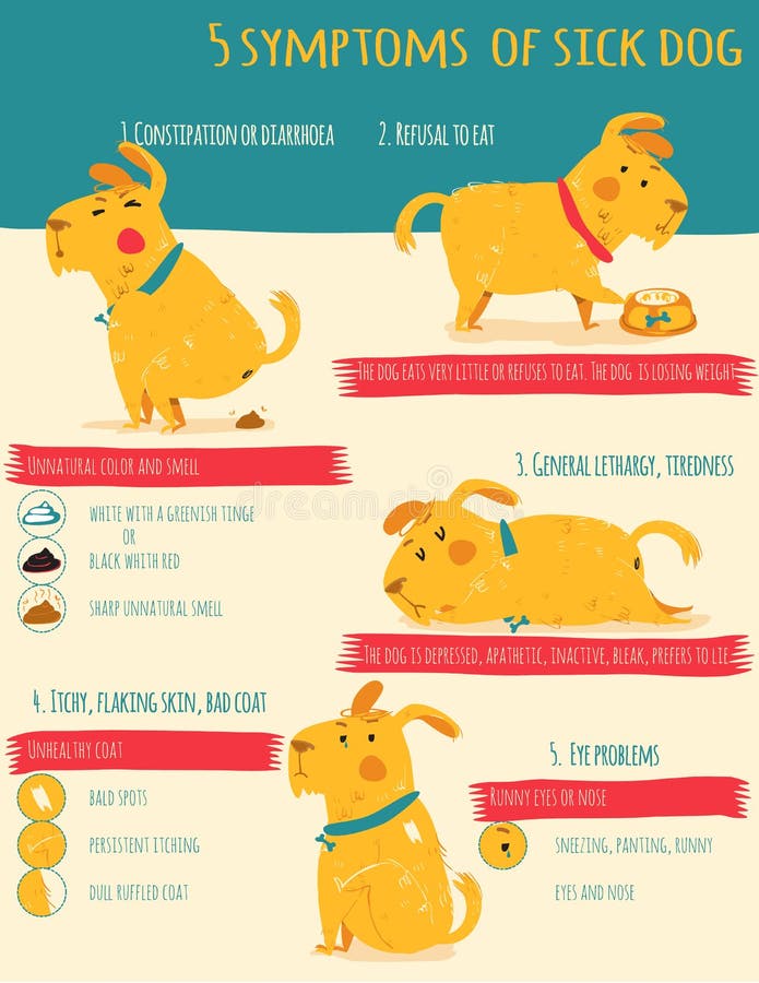 Cinq Simptoms De Chien Malade Infographie Illustration de Vecteur ...