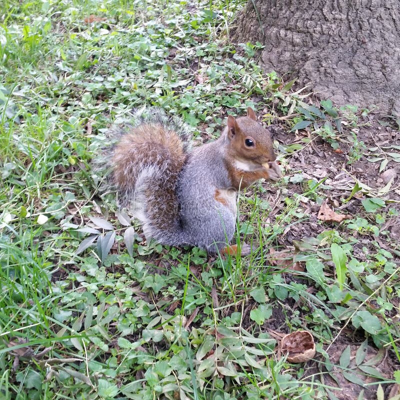 Cip or ciop stock photo. Image of turin, park, ciop, urban - 63244814