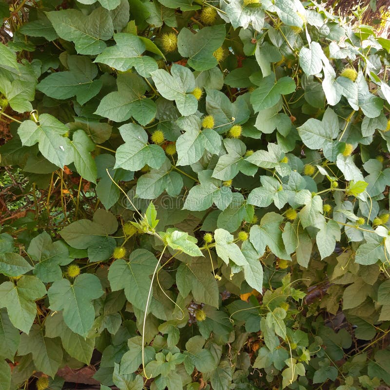 Ciplukan stock image. Image of ciplukan, plant, autumn - 226710479